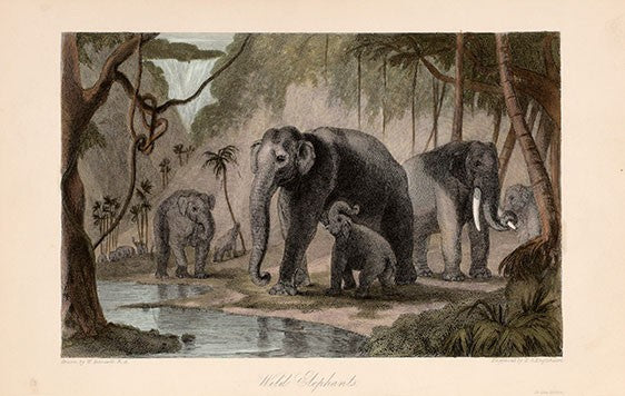 Wild Elephants – Posterally Studio