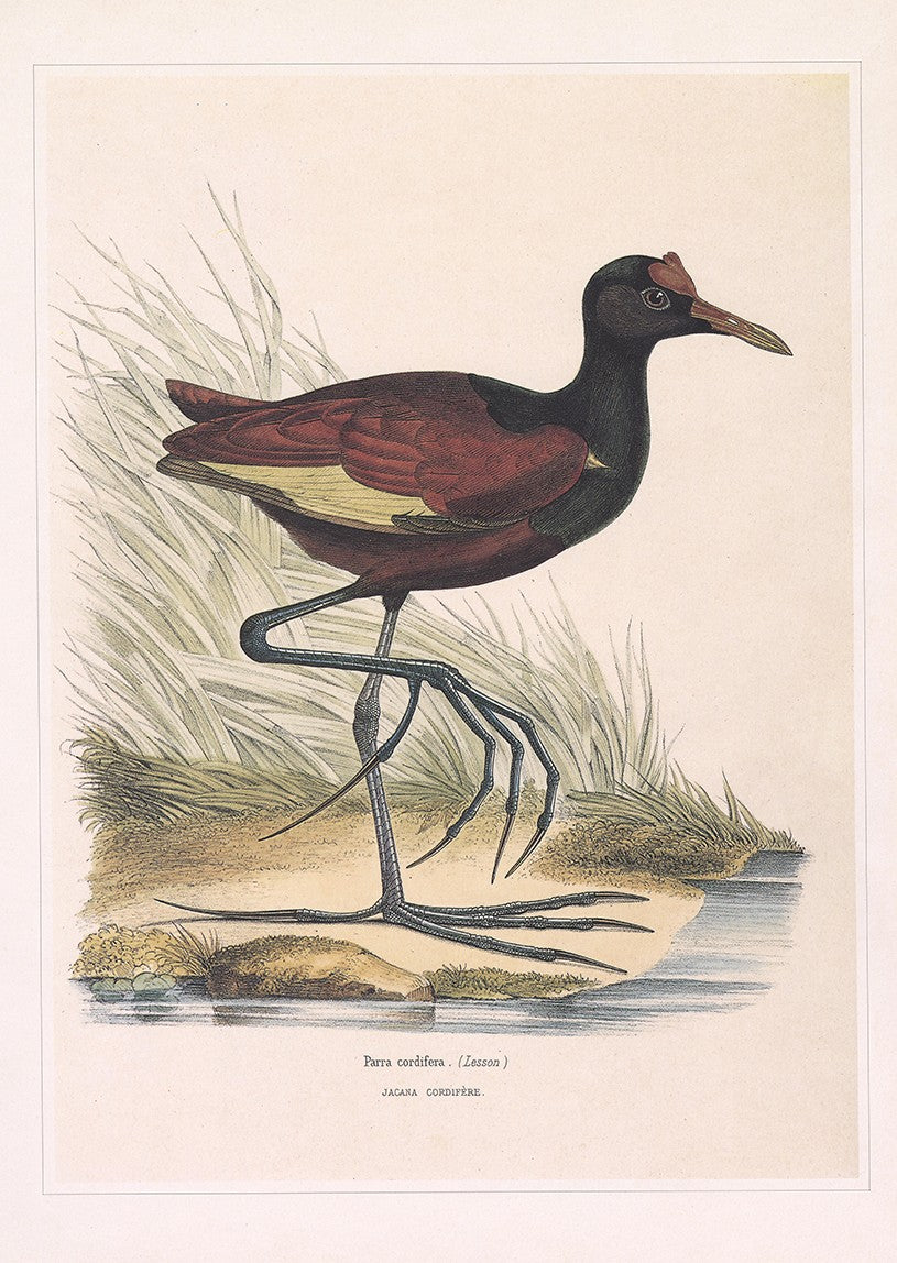 American Jacana – Posterally Studio