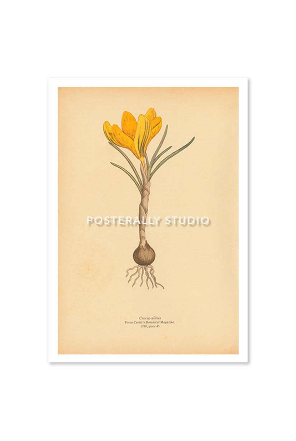 Crocus Aerius – Posterally Studio