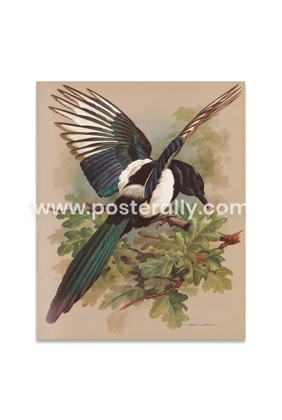 Magpie – Posterally Studio