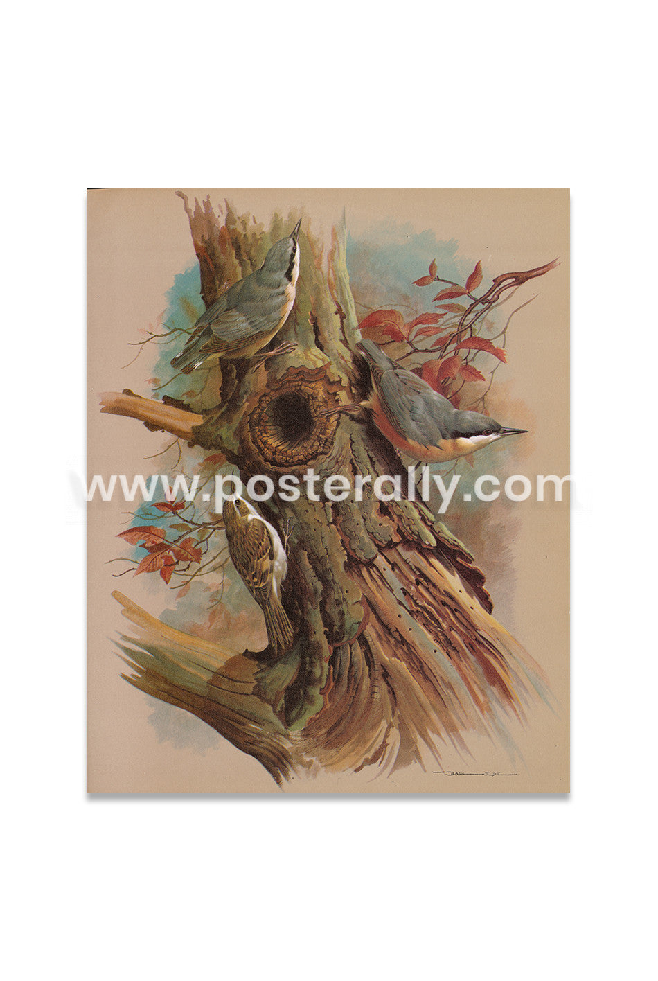 Nuthatch and Tree Creeper – Posterally Studio