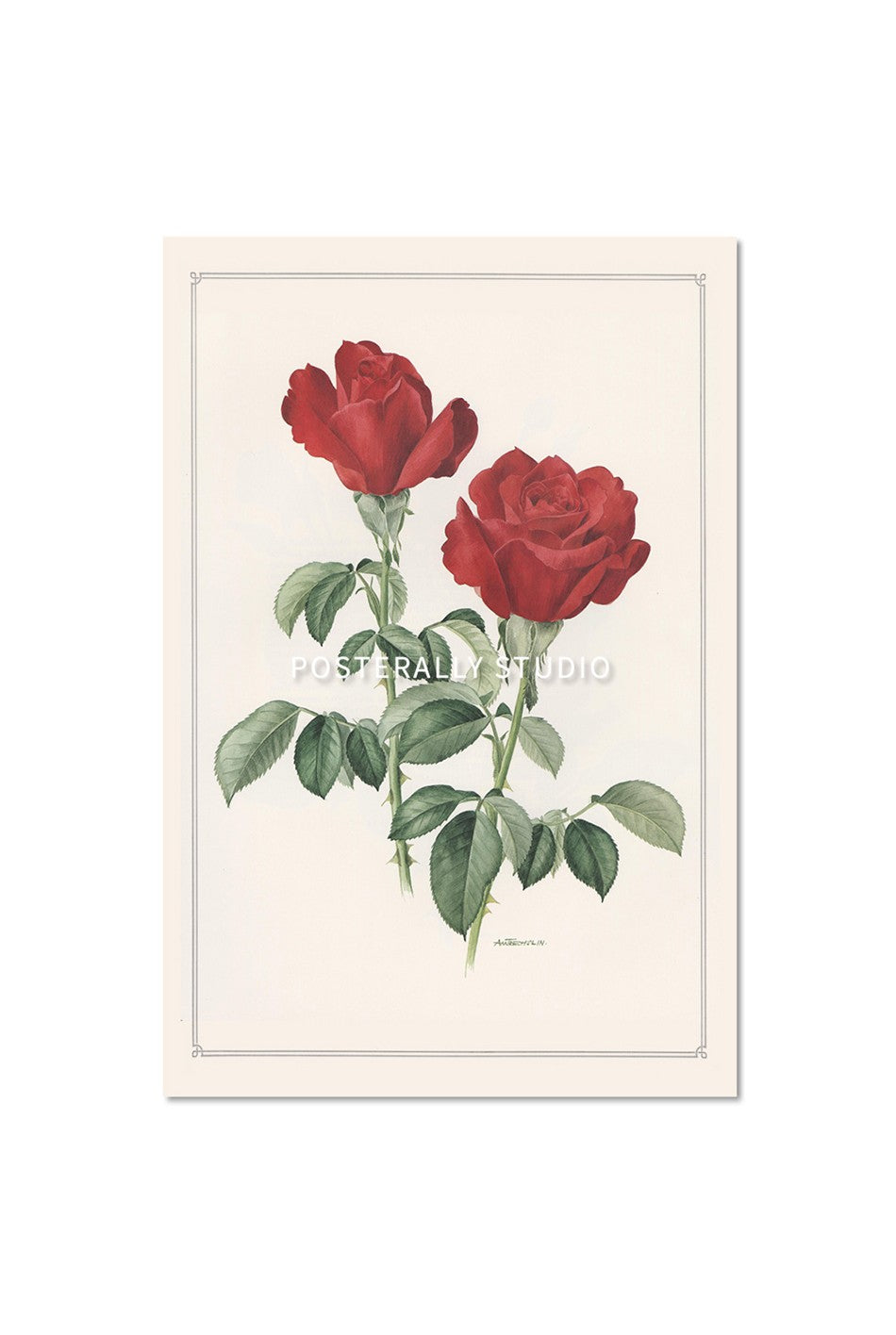 Scarlet Rose – Posterally Studio