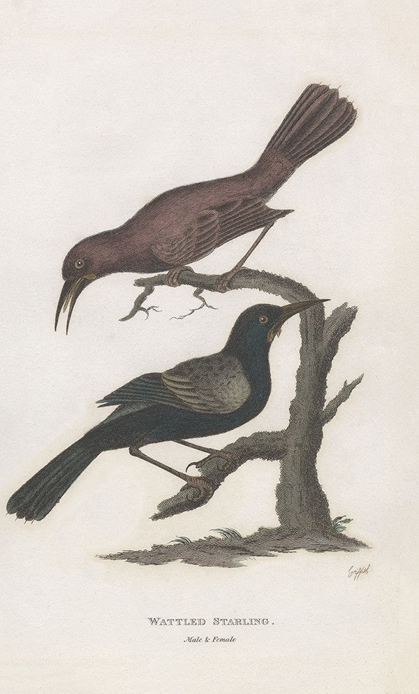 Wattled Starling – Posterally Studio